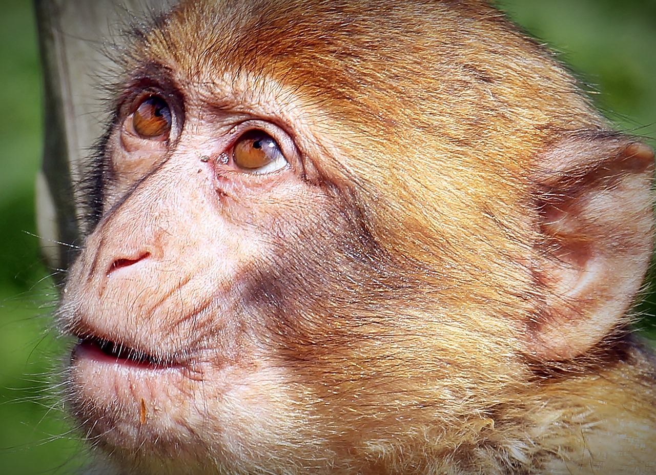 TRIVIA Are These Animal Facts True Or False Riddles Quizzes trivia-are-these-animal-facts-true-or-false-riddles-quizzes