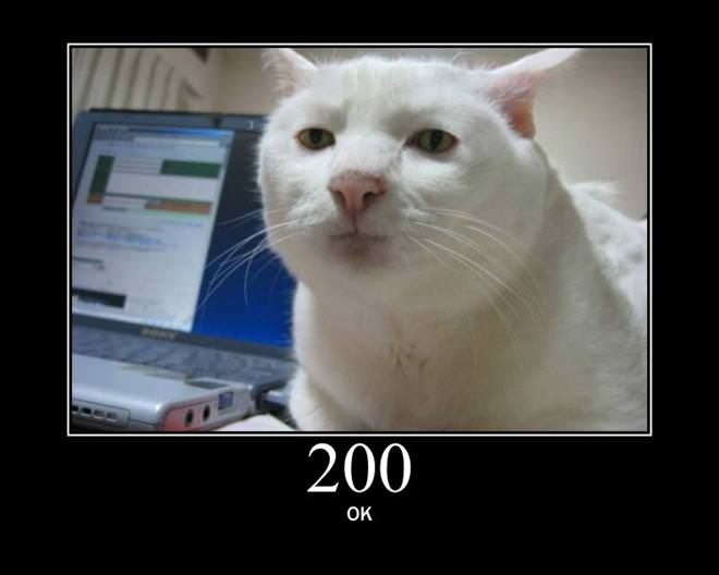  The Error Code Cats Educational And Hilarious