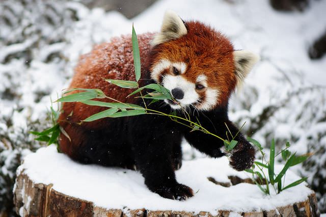 There's Another Panda, And It's Even Cuter.
