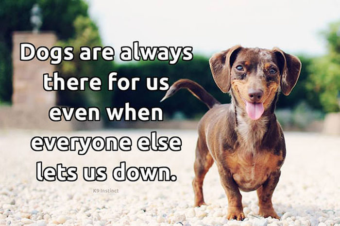 amdavadis4ever This is Why We Love Dogs So Very, Very Much | A I R I E ...