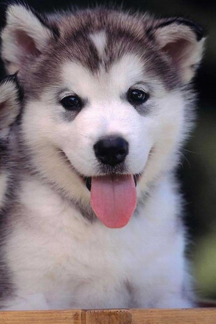 30 Cute Smiling Dogs | Cute overload - BabaMail