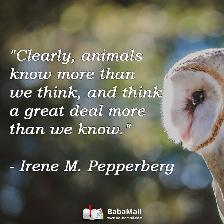Awesome Pictures Of Animals With Quotes