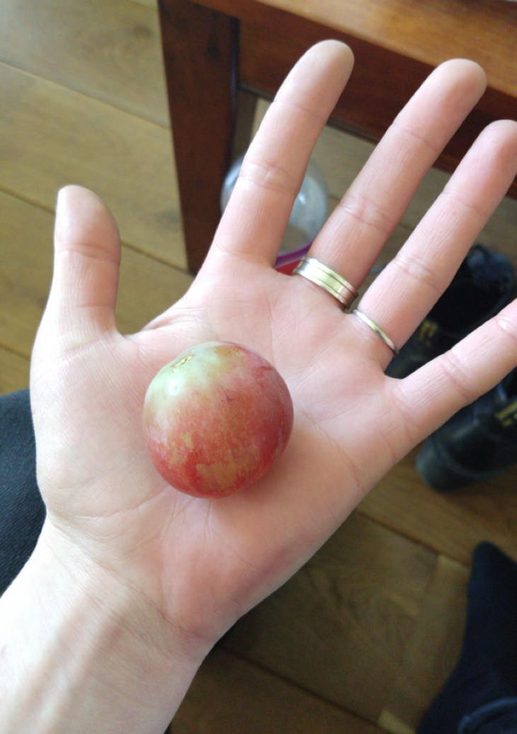 22 Photos of the Strangest & Biggest Fruit and Veg