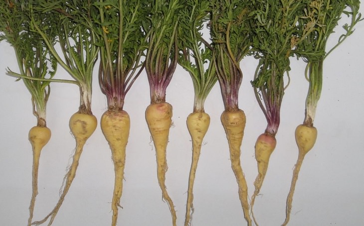 9 Maca Root Benefits Worth Knowing